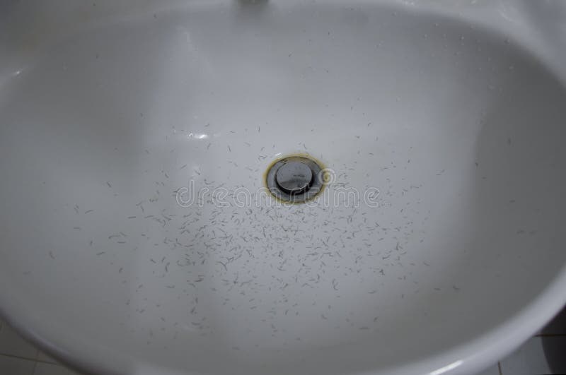 Close Up Beard and Mustache in Basin when Shaving Stock Photo - Image ...