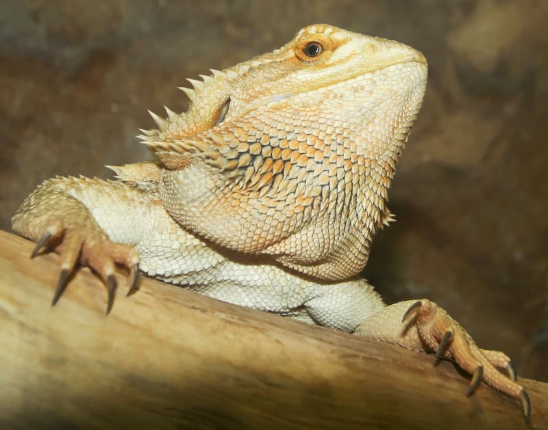 Bearded Dragons claw stock photo. Image of young, vertebrate - 4306730