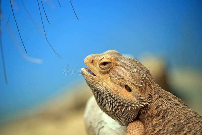 This is a Close Up of a Bearded Dragon Stock Image - Image of spikes ...