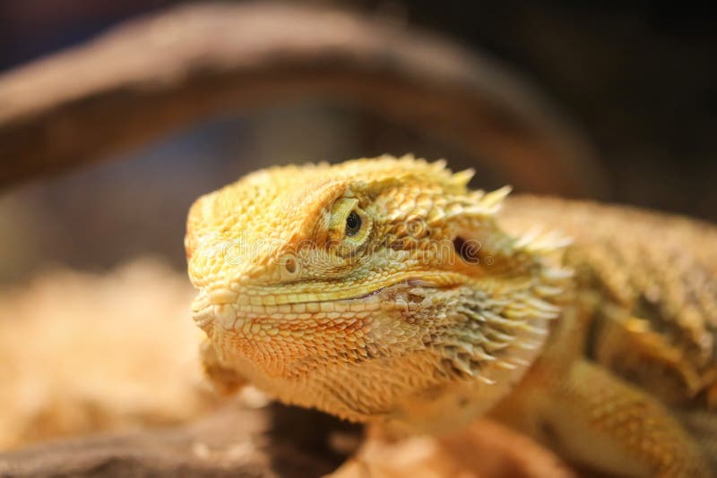 Close up bearded dragon. stock photo. Image of leisure - 54943270