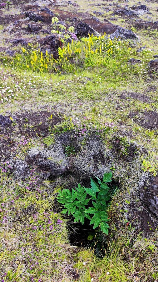 Close Up at Beatiful Wildflower in Iceland Stock Image - Image of grass ...