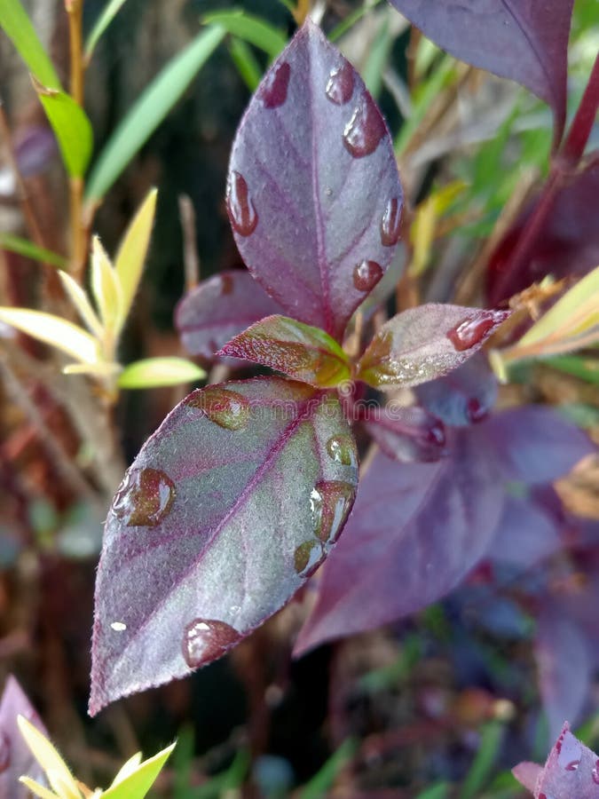 Close Up of Beautiful Alternanthera Dentata in the Morning Stock Image ...