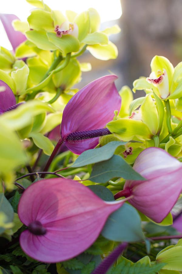 Beautiful Anthurium Flower. Stock Photo - Image of export, decoration ...