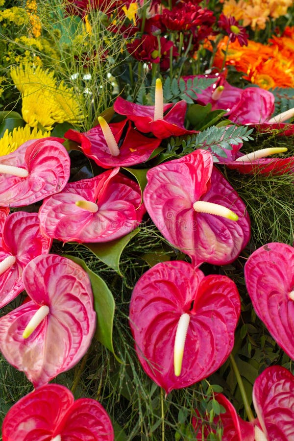 Beautiful Anthurium Flower. Stock Photo - Image of export, decoration ...