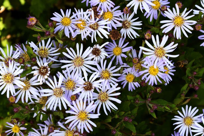 Beautiful Aster Laevis Smooth Aster Flowers Stock Photo - Image of ...