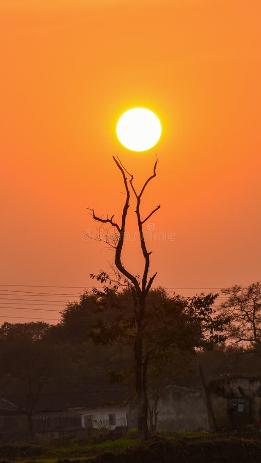 Close Up of a Beautiful Bared Tree Branch with the Sun in Evening Time ...