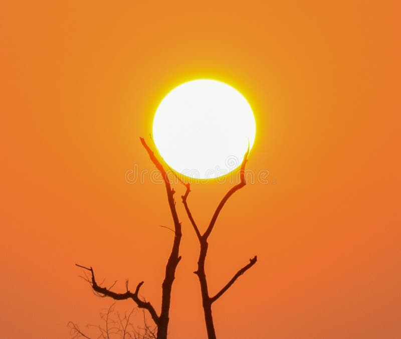 Close Up of a Beautiful Bared Tree Branch with the Sun in Evening Time ...