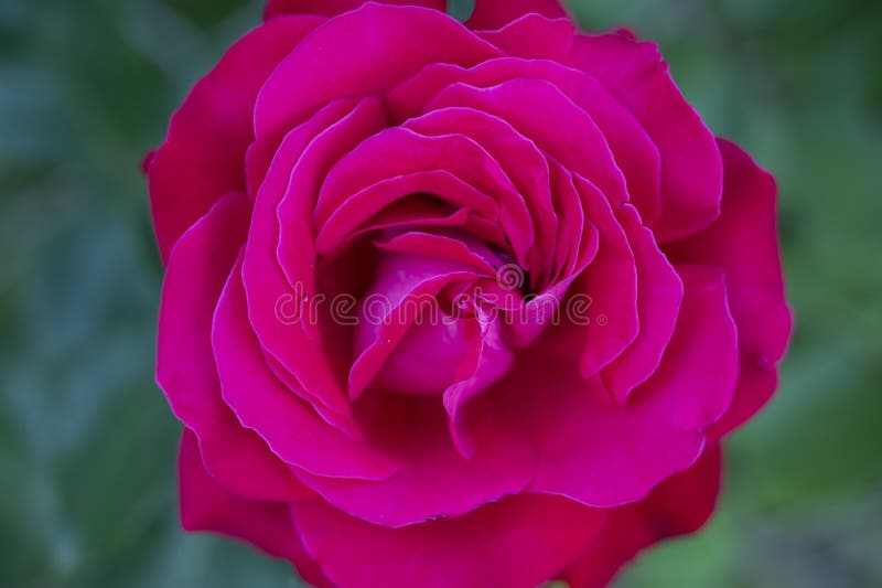 Close Up of a Beautiful Big Red Rose Stock Photo - Image of valentine ...