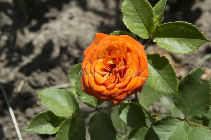 Close-up: Beautiful Big Round Orange Rose Stock Photo - Image of botany ...
