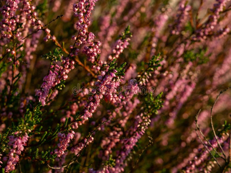 Close Up of Beautiful Blooming Purple Heather Flower. Selective Focus ...