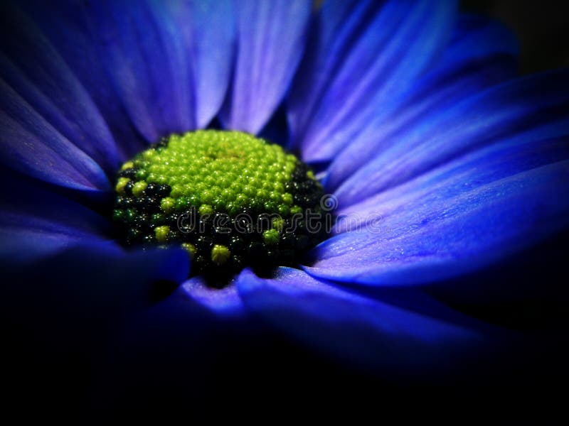 Close Up of a Beautiful Blue Flower Stock Photo - Image of beautiful ...