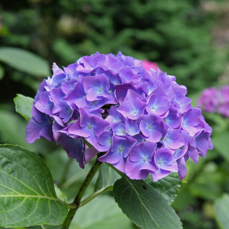 Close-up of a Blue Hydrangea Flower Stock Photo - Image of vegetable ...