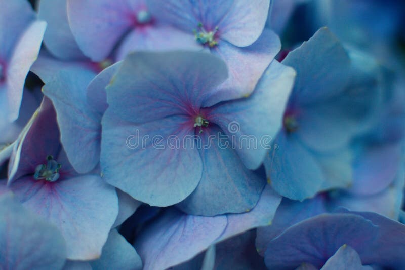 Close-up of Beautiful Blue and Pink Flowers of Large-leaved Hydrangea ...