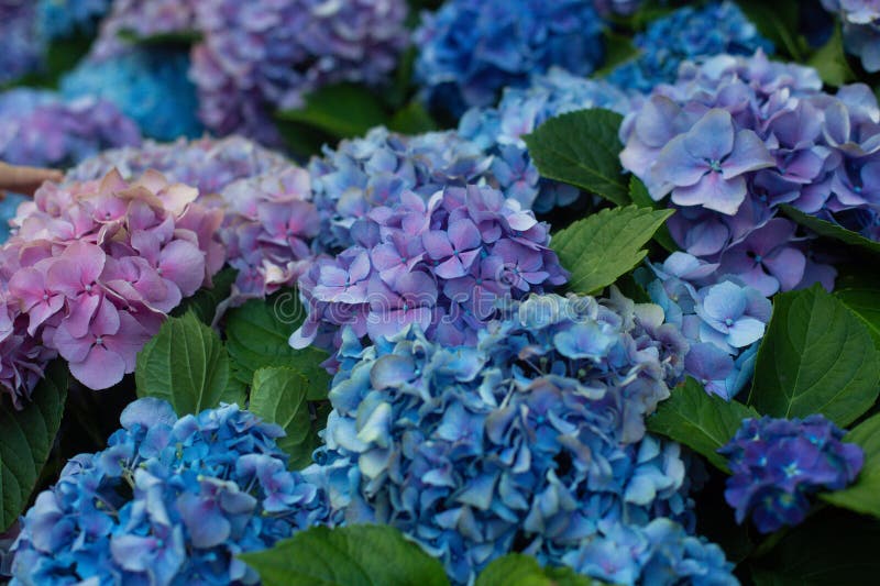 Close-up of Beautiful Blue and Pink Flowers of Large-leaved Hydrangea ...