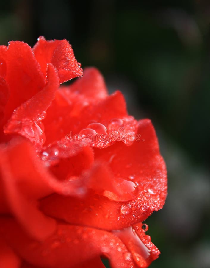 Close-up Beautiful Blurred Gently Rose with Dew Drops Stock Photo ...