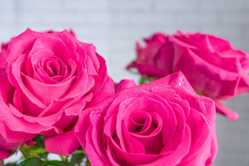 Close Up of Beautiful Bouquet of Pink Roses Stock Image - Image of ...