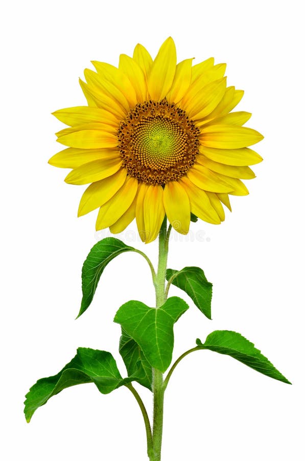 Closeup of a Sunflower in High Resolution Image Stock Image - Image of ...