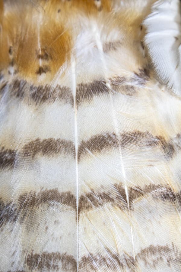 Close Up of Beautiful British Barn Owl Feathers Stock Photo - Image of ...