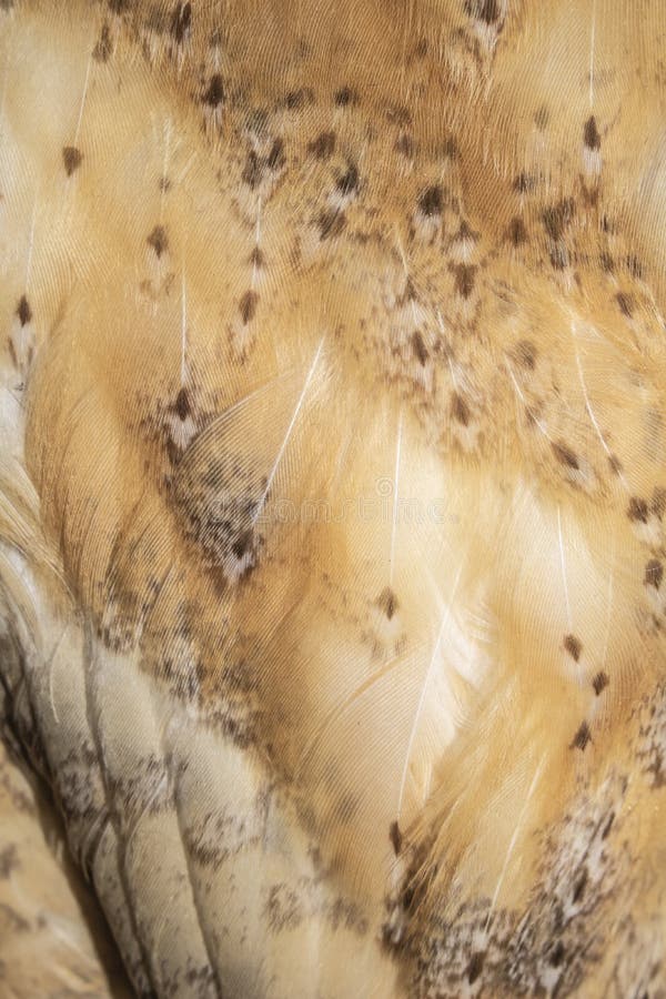Close Up of Beautiful British Barn Owl Feathers Stock Photo - Image of ...