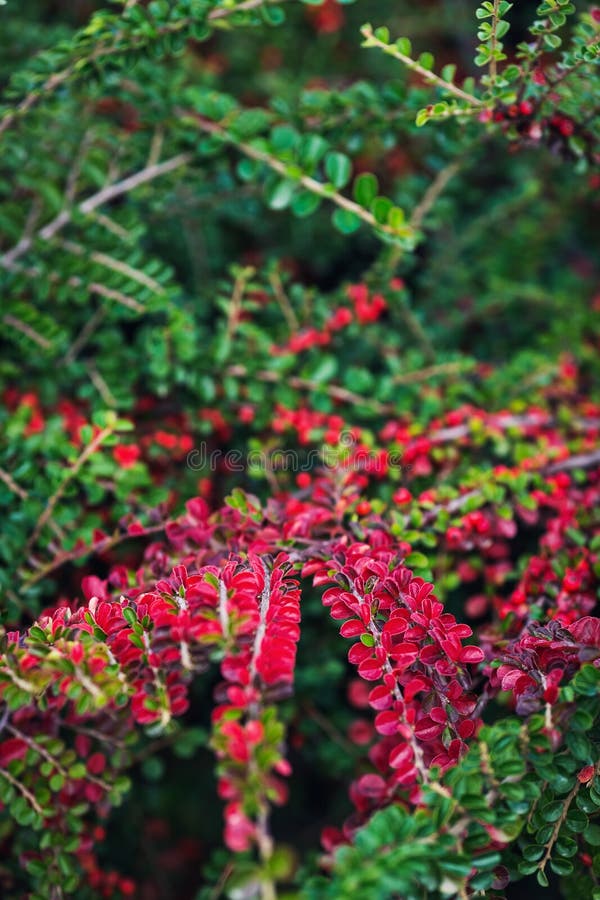 Close-up of Beautiful Bush with Small Red and Green Leaves Stock Photo ...