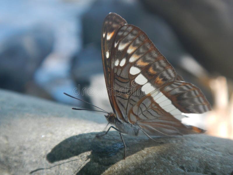 Butterfly in the Jungle of Peru Stock Photo - Image of butterfly ...