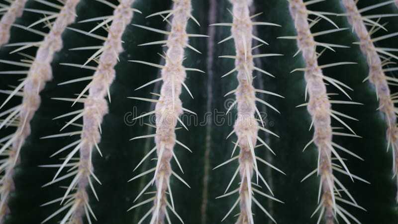 Close Up Beautiful Cactus with Spines Stock Photo - Image of garden ...