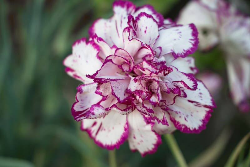 Close-up of a Beautiful Carnation of Two Colors. Stock Photo - Image of ...