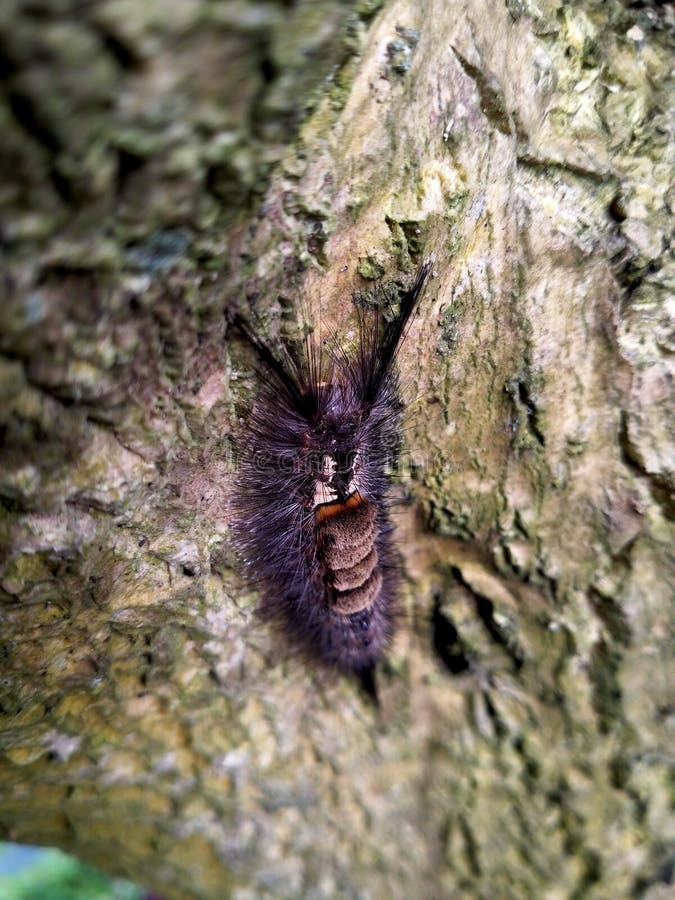 Close Up of Beautiful Caterpillar at Tree Skin Stock Image - Image of ...