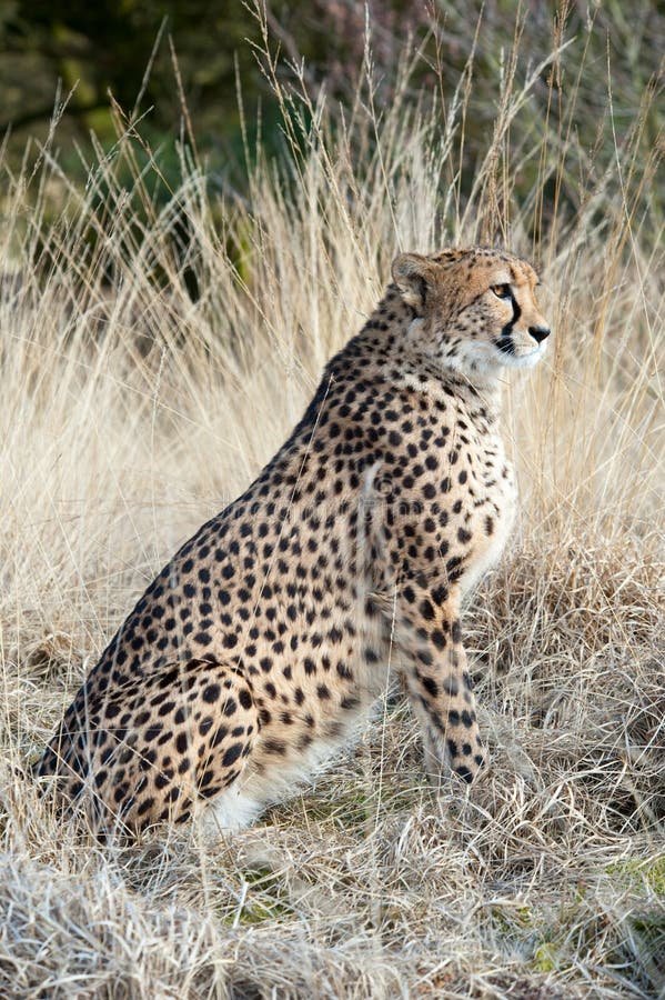 Beautiful cheetah stock image. Image of acinonyx, behaviour - 4975581
