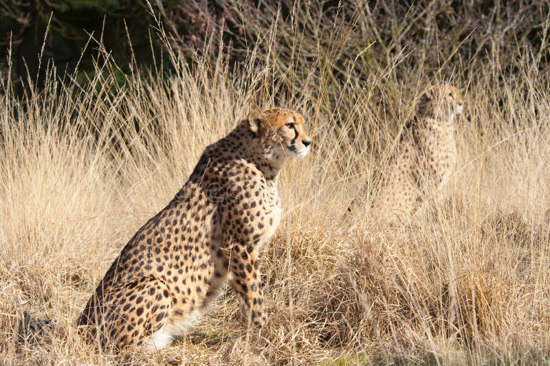 Stretching Cheetah stock photo. Image of feline, stretch - 175388