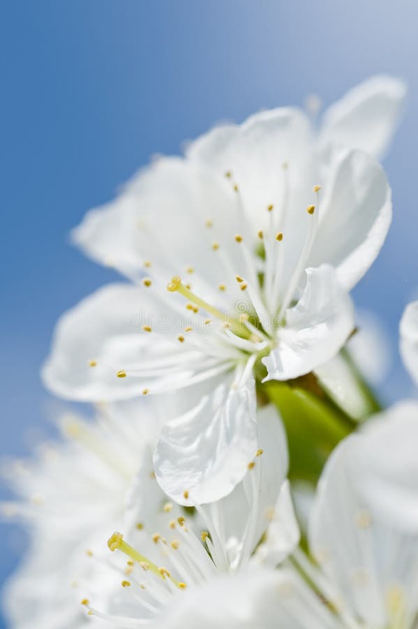 Beautiful Cherry Blossom Sakura in Full Bloom in a Park in Spring in ...