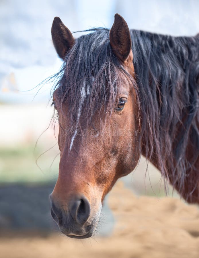 Close-up of a Beautiful Chestnut Colored Stallion. Stock Photo - Image ...