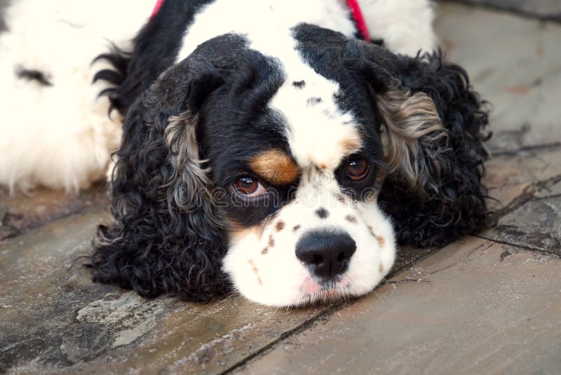 A Close Up of a Beautiful Cocker Spaniel Lying Down.. Stock Image ...