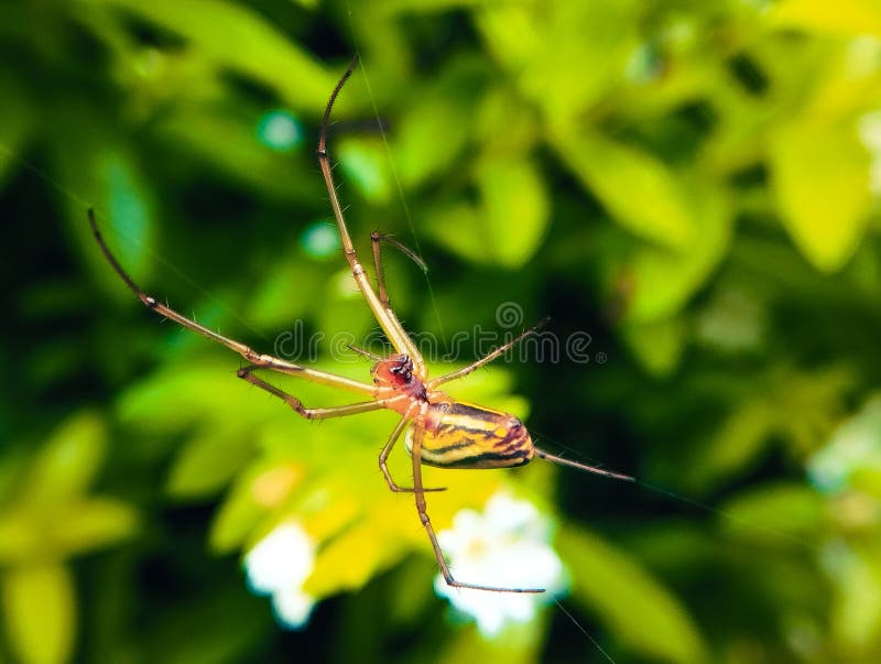 Close Up of Beautiful Colored Spiders in the Wild Stock Image - Image ...