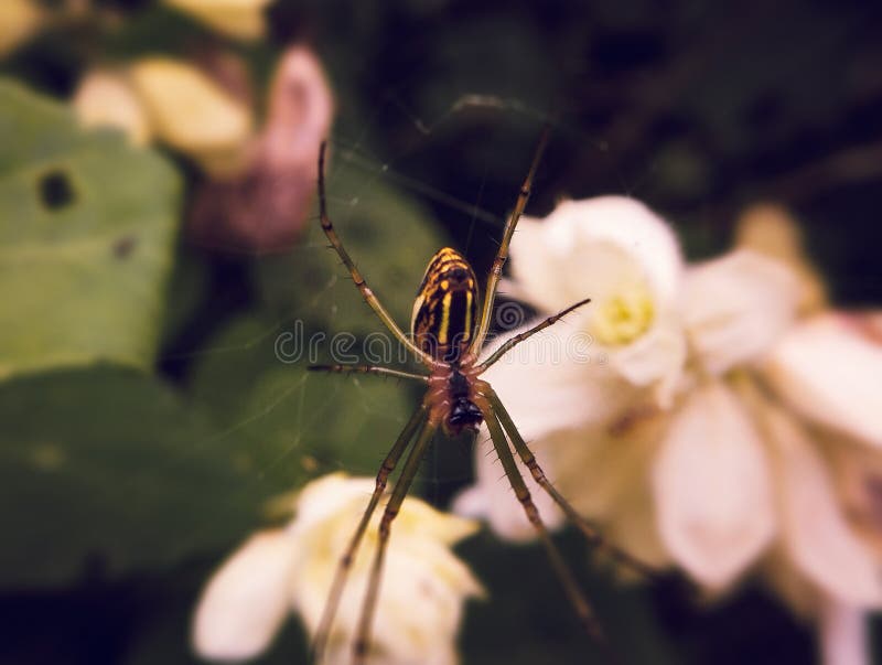 Close Up of Beautiful Colored Spiders in the Wild Stock Image - Image ...