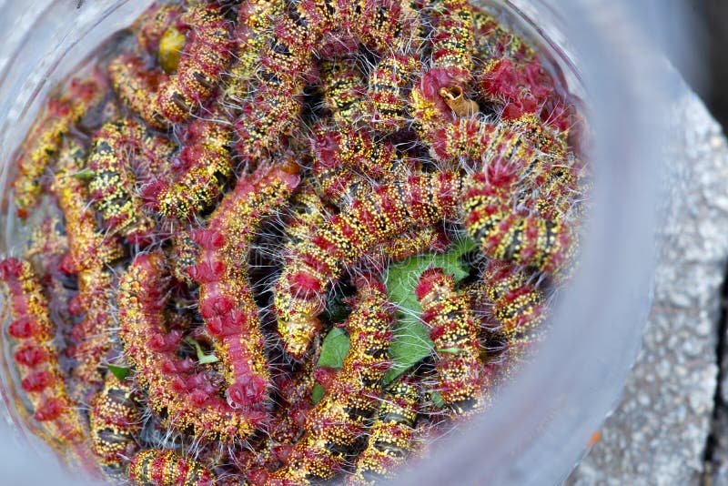 Close Up of Beautiful Colored Worms Farmers Pests Stock Image - Image ...