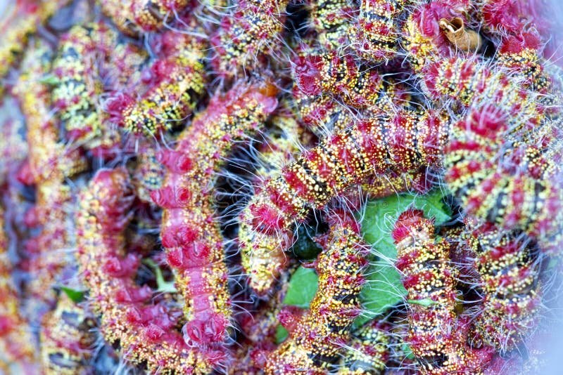 Close Up of Beautiful Colored Worms Farmers Pests Stock Photo - Image ...