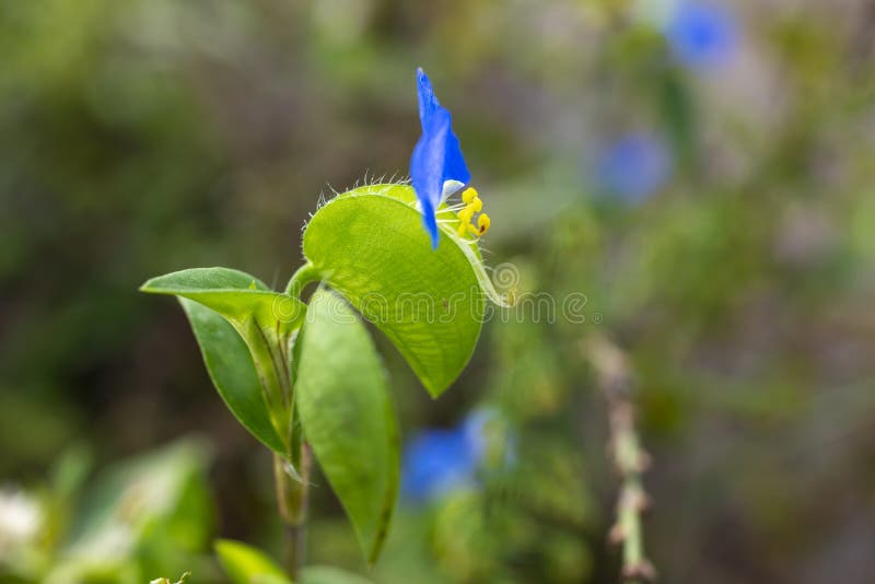 Close-up of Beautiful Commelina Communis Flowers Stock Photo - Image of ...