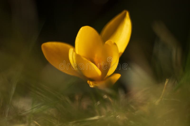 Close Up of a Beautiful Crocus Flavus Flower Stock Photo - Image of ...