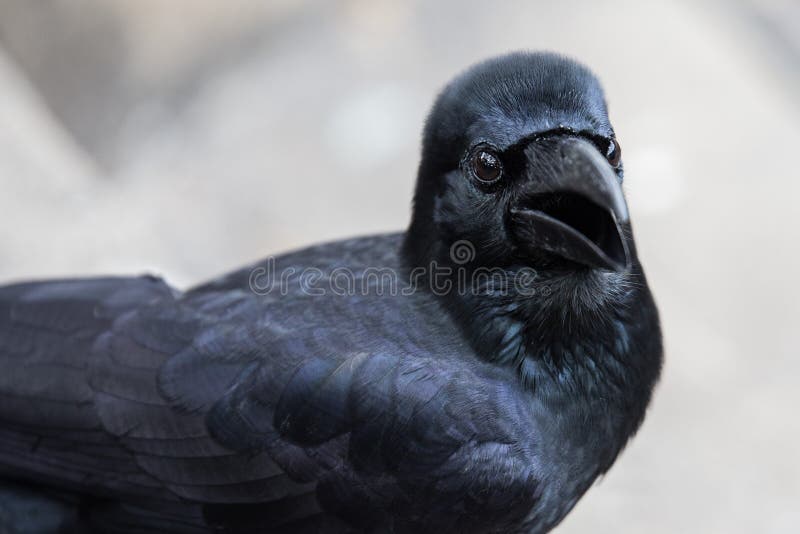 A Beautiful Crow Perched on Top of a Tree Stock Photo - Image of ...