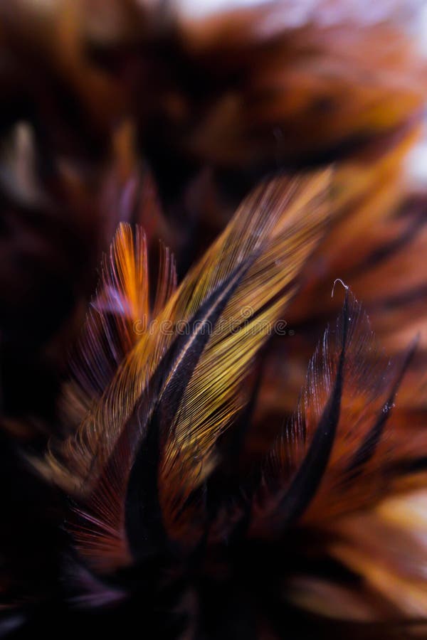 Close Up Beautiful Dark Brown Feather Texture Background Stock Image ...