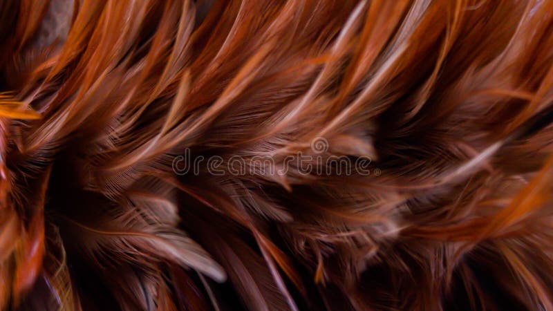 Close Up Beautiful Dark Brown Feather Texture Background Stock Image ...