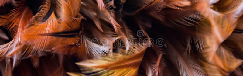 Close Up Beautiful Dark Brown Feather Texture Background Stock Photo ...