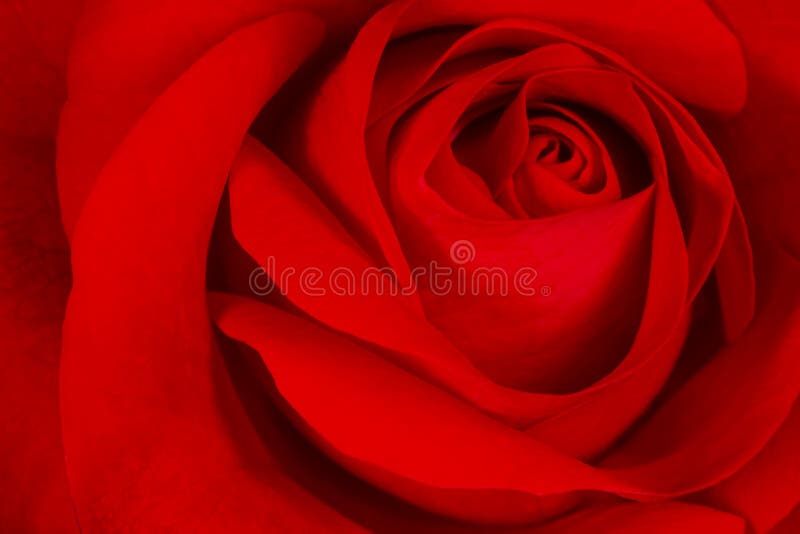 Close Up of Beautiful Dark Red Rose Stock Image - Image of clean, fresh ...