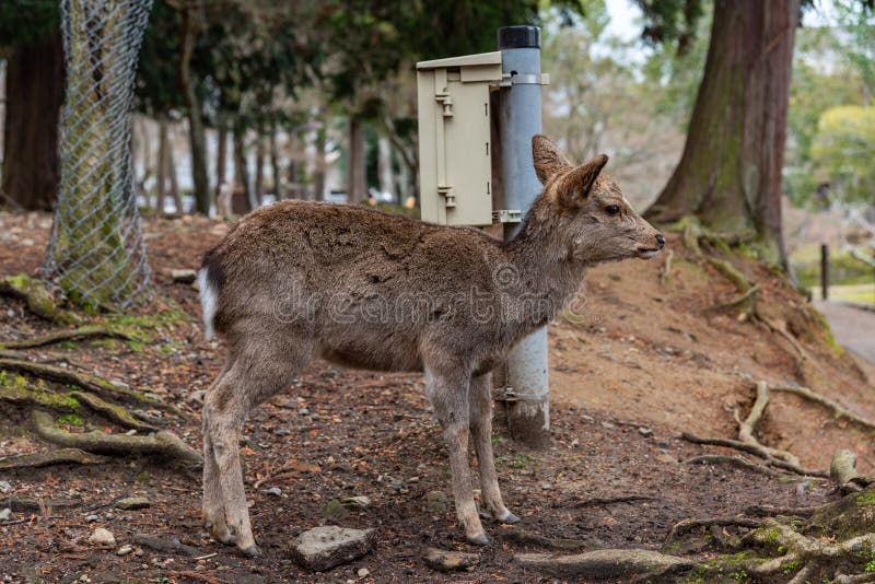 Deer stock photo. Image of wildlife, horn, nature, safari - 273658014