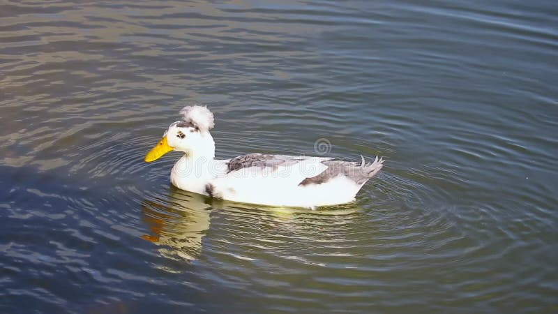 Close-up of a Beautiful Duck Washing in the Lake. Stock Video - Video ...
