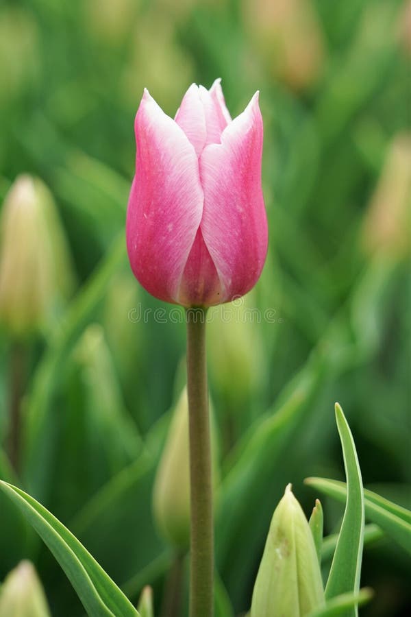 A Dutch Tulip Field with Lots of Red and a Few Pink Flowers Stock Photo ...