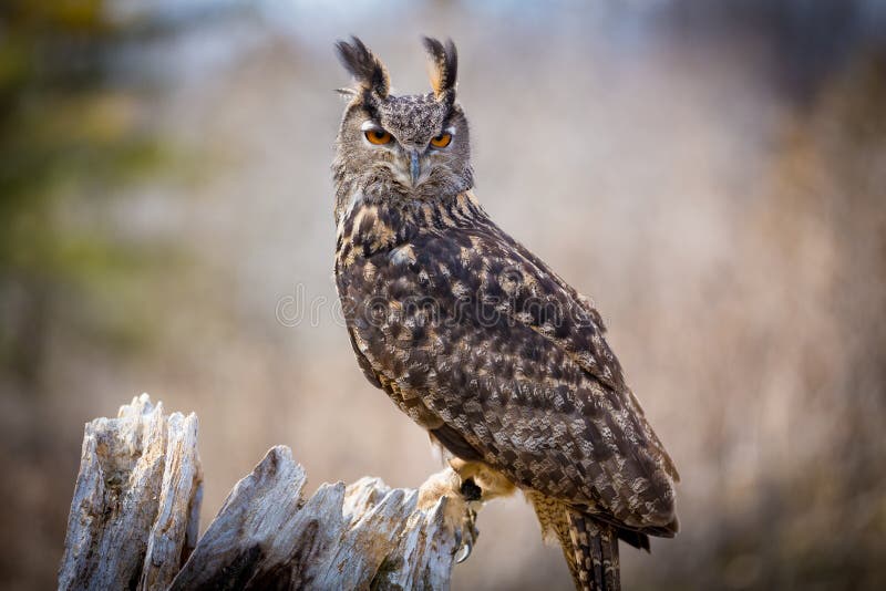 Eurasian eagles owl stock photo. Image of carnivore - 101675682
