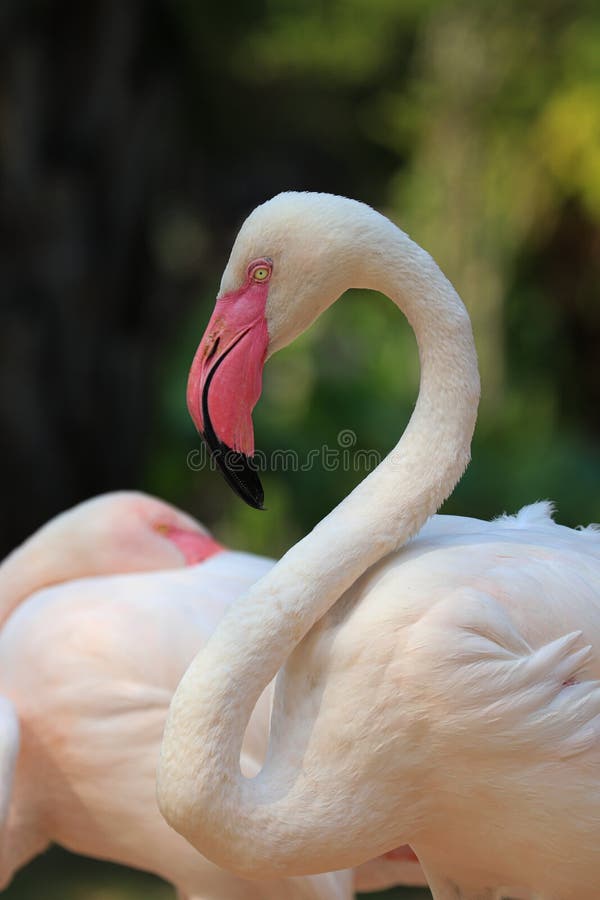 Close Up Beautiful Flamingo Stock Image - Image of flamingo, close ...