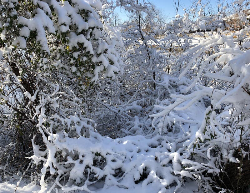 Beautiful Fluffy Snow on Top of the Trees and Twigs in the Forest in ...